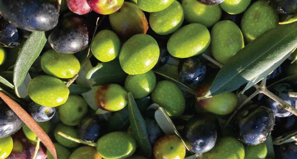 Experiences - Casal gheriglio